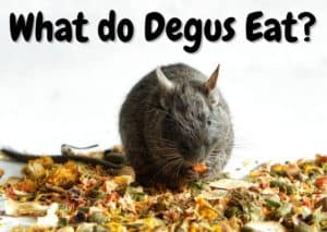 What Do Degus Eat? A Complete Guide - The Pet Savvy