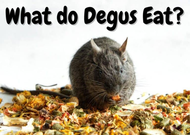 What Do Degus Eat? A Complete Guide - The Pet Savvy