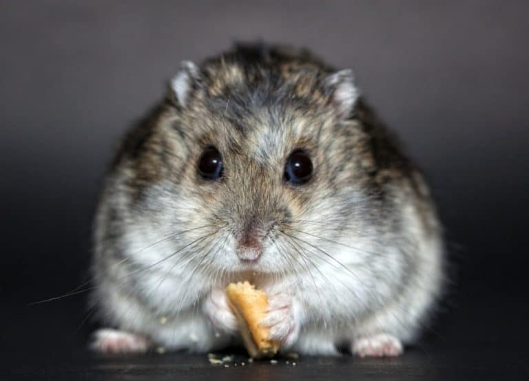 All About Hamster Breeds - An Illustrated Guide - The Pet Savvy