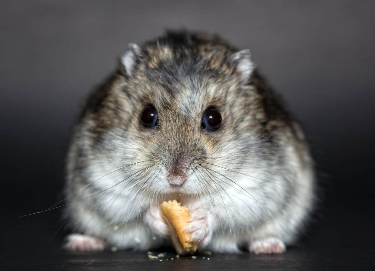 All About Hamster Breeds - An Illustrated Guide - The Pet Savvy
