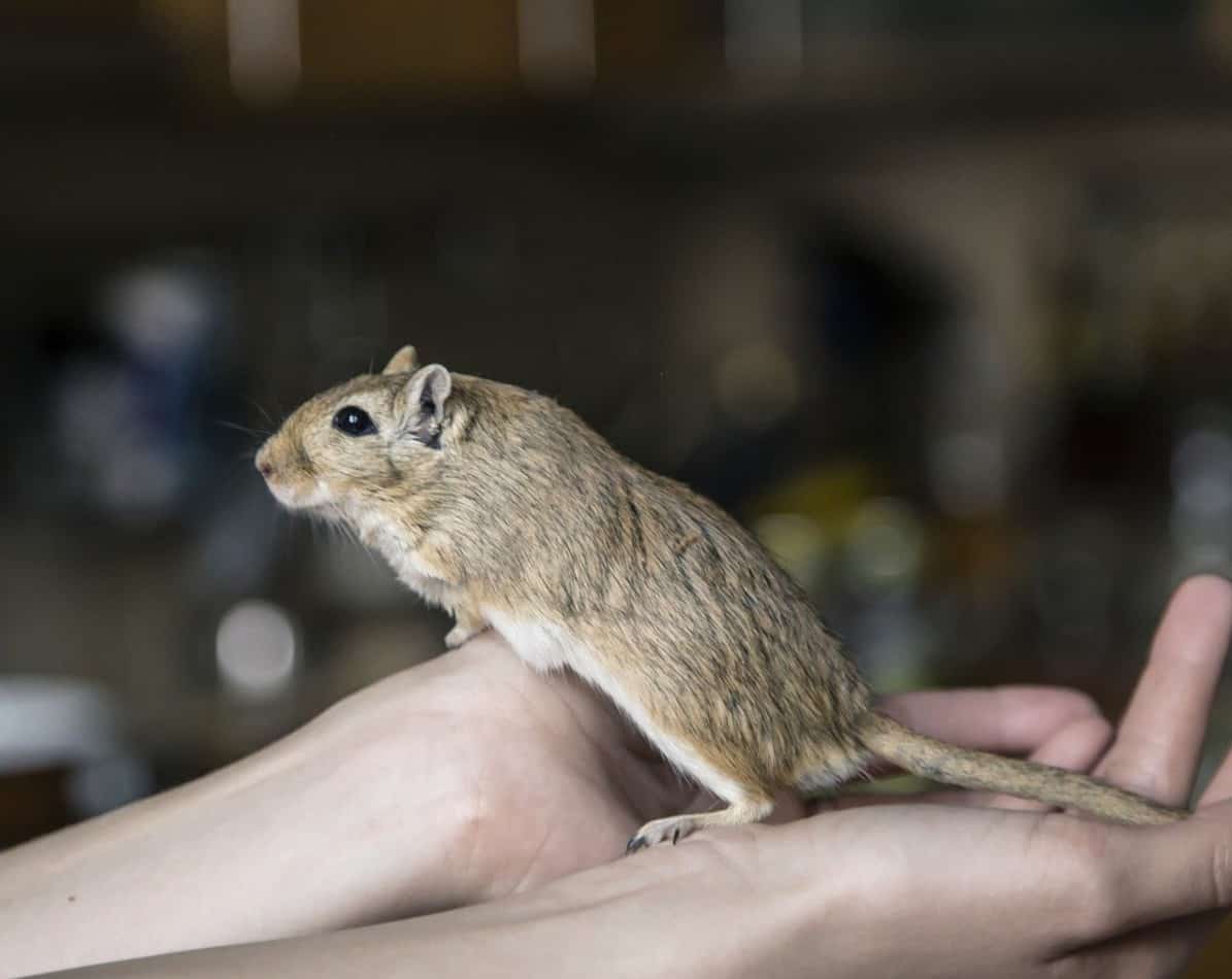 Do Gerbils Bite? Yes - Here is What You Can Do About it - The Pet Savvy