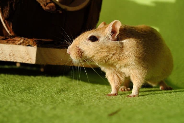 All Gerbil Colors And Patterns (With Pictures) - The Pet Savvy