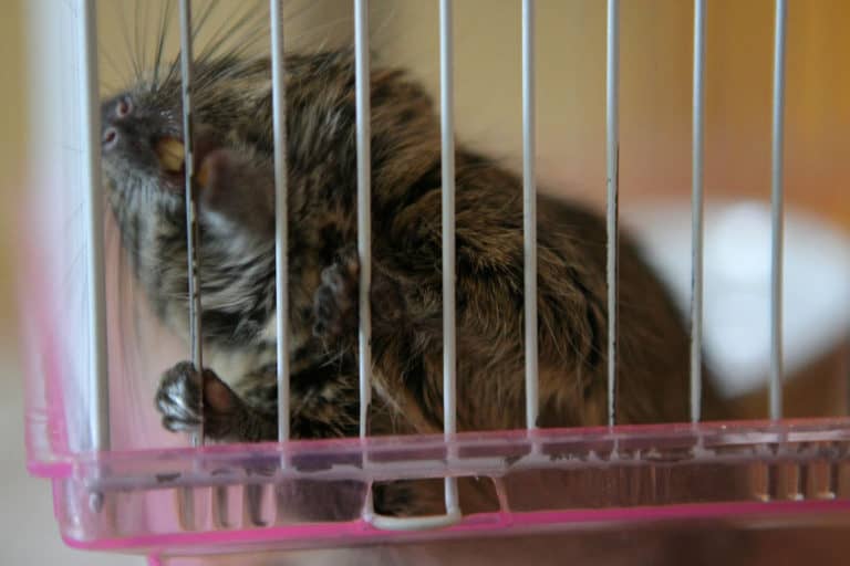 Degu Behavior 101 | What is Your Degu Expressing? - The Pet Savvy