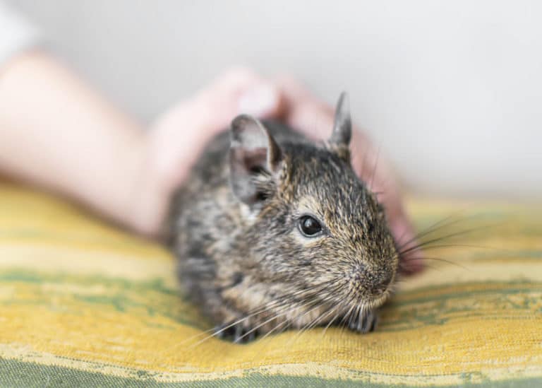How much do Degus Cost? A Complete Cost Breakdown – thepetsavvy.com