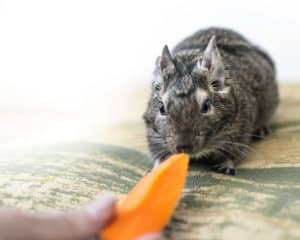 What Do Degus Eat? A Complete Guide - The Pet Savvy
