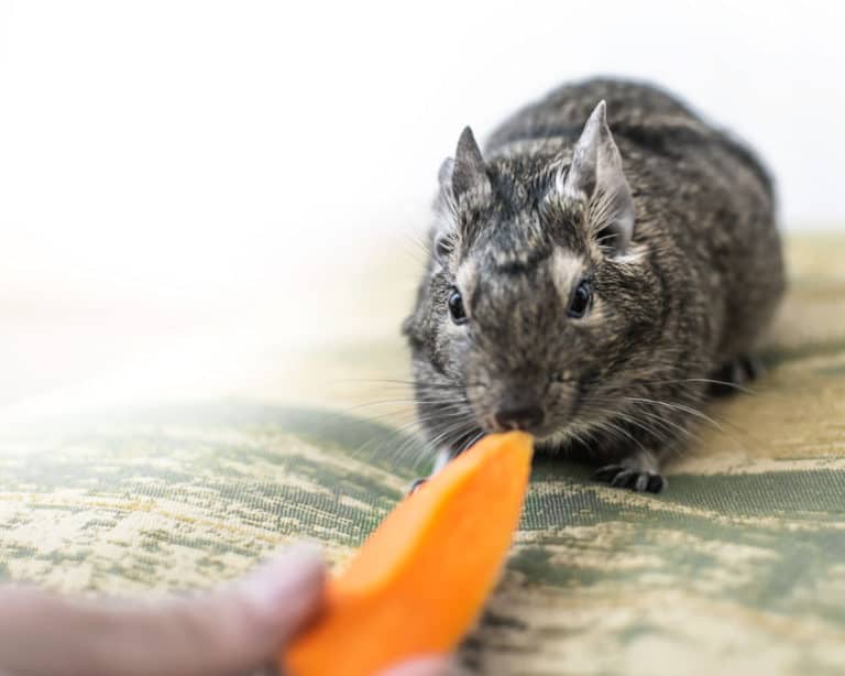 What Do Degus Eat? A Complete Guide - The Pet Savvy