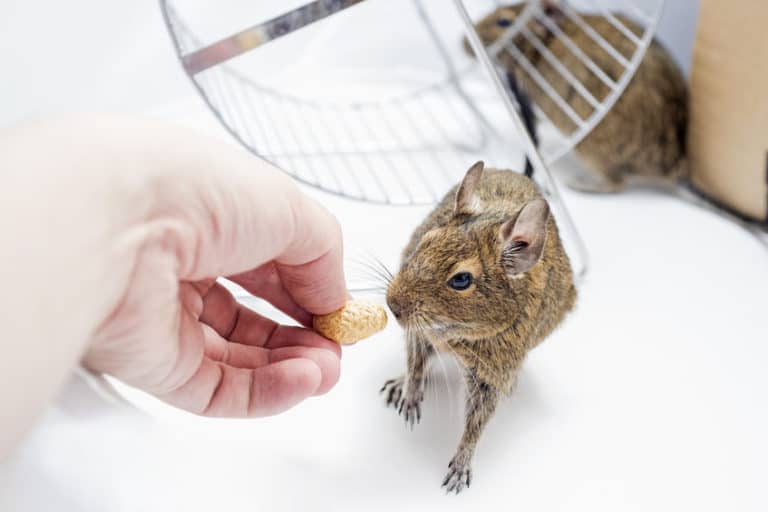 How to Tame a Degu (5 Easy Steps) - The Pet Savvy