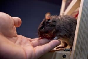 Degu Cage Setup | The Perfect Habitat For Your Degu - The Pet Savvy