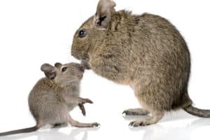 Degu Behavior 101 | What is Your Degu Expressing? - The Pet Savvy