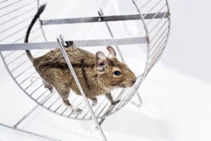 Degu Cage Setup | The Perfect Habitat For Your Degu - The Pet Savvy