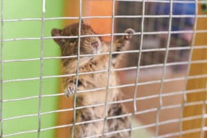 How to Tame a Degu (5 Easy Steps) - The Pet Savvy