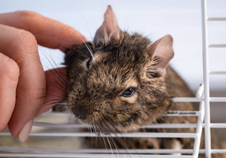 Degu Behavior 101 | What is Your Degu Expressing? - The Pet Savvy