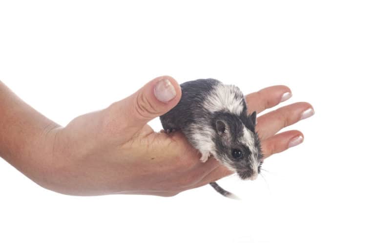 All Gerbil Colors And Patterns (With Pictures) - The Pet Savvy