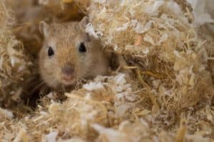 Gerbil Behavior 101 - What is Your Gerbil Expressing? - The Pet Savvy