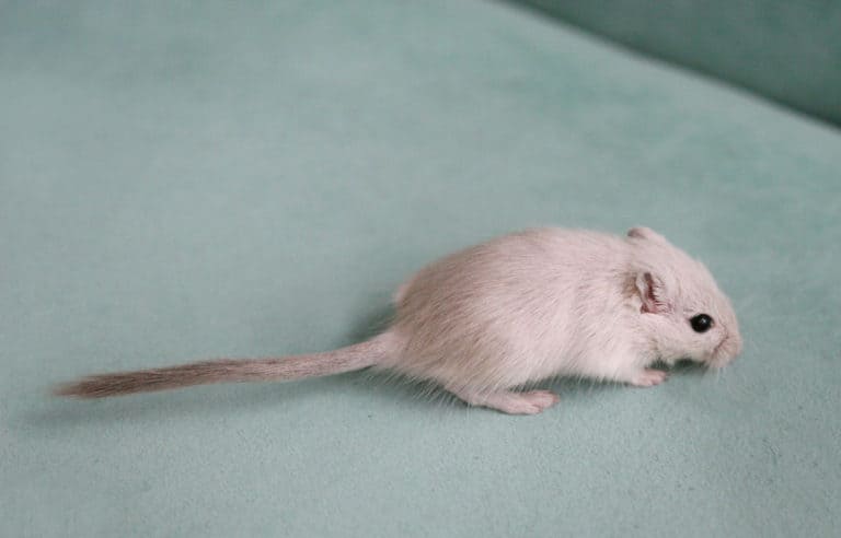 All Gerbil Colors And Patterns (With Pictures) - The Pet Savvy