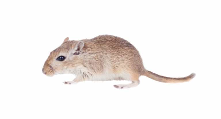 All Gerbil Colors And Patterns (With Pictures) - The Pet Savvy