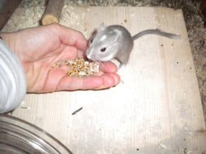 Gerbil Behavior 101 - What is Your Gerbil Expressing? - The Pet Savvy