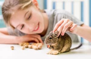 What Do Degus Eat? A Complete Guide - The Pet Savvy