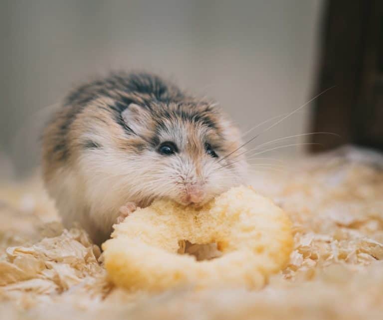 What Do Hamsters Eat? | Best Hamster Diet - The Pet Savvy