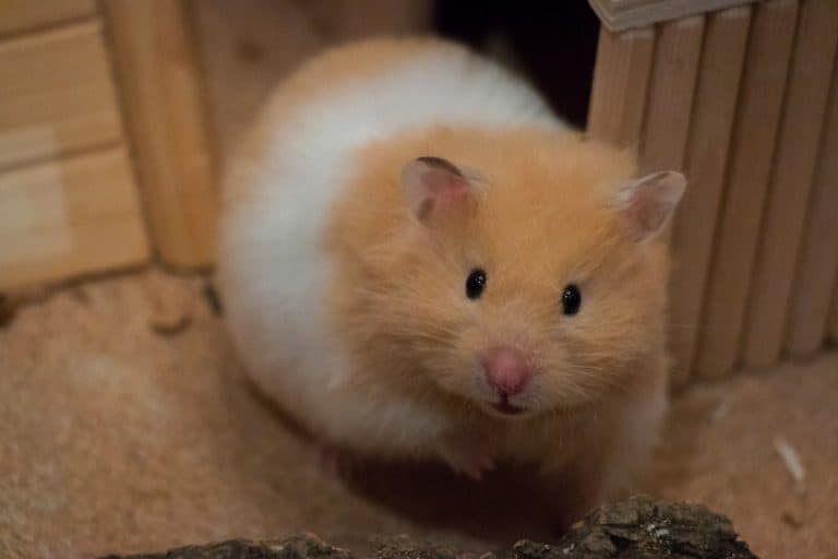 All About Hamster Breeds - An Illustrated Guide - The Pet Savvy