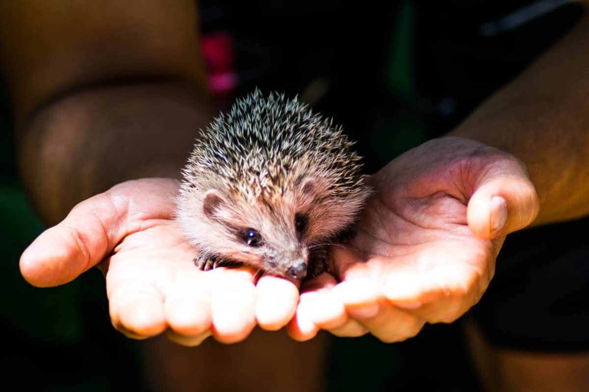 How to pick up and hold a Hedgehog the Right Way – thepetsavvy.com