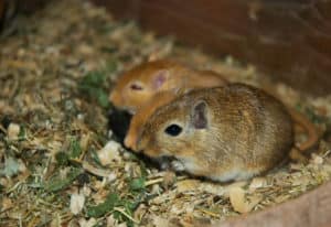 All Gerbil Colors And Patterns (With Pictures) - The Pet Savvy