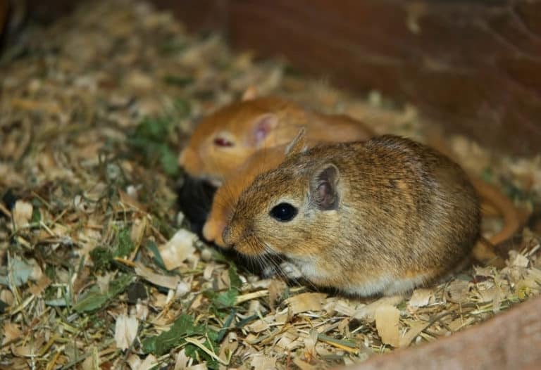 All Gerbil Colors And Patterns (With Pictures) - The Pet Savvy