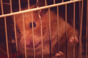 Hamster Behavior 101 | What is your Hamster Expressing? - The Pet Savvy