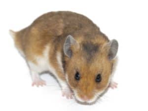 All About Hamster Breeds - An Illustrated Guide - The Pet Savvy