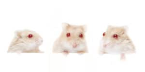 All About Hamster Breeds - An Illustrated Guide - The Pet Savvy