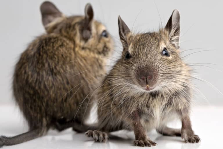 How Much do Degus Cost? (2023 update) - The Pet Savvy