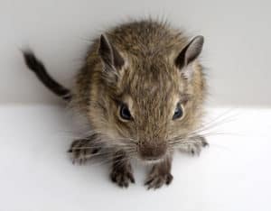 Degu Behavior 101 | What is Your Degu Expressing? - The Pet Savvy