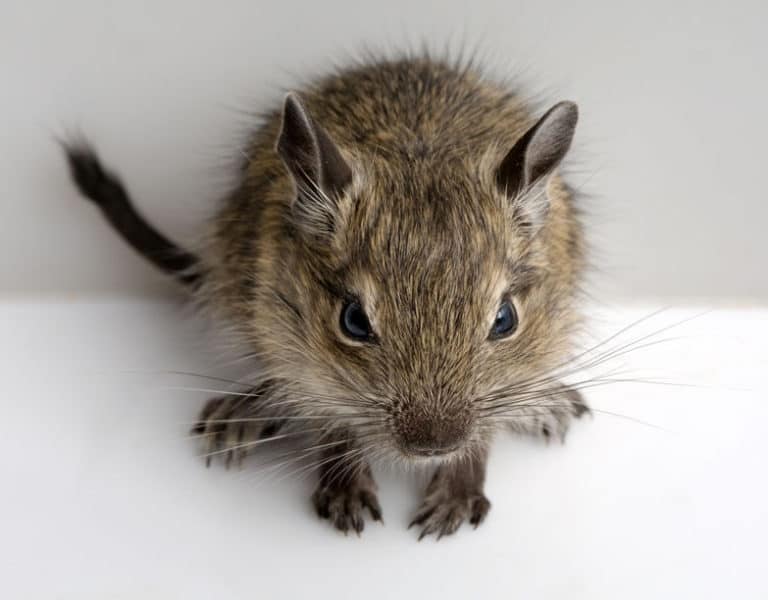 Degu Behavior 101 | What is Your Degu Expressing? - The Pet Savvy