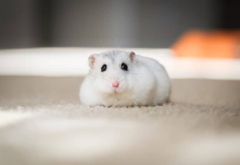 All About Hamster Breeds - An Illustrated Guide - The Pet Savvy
