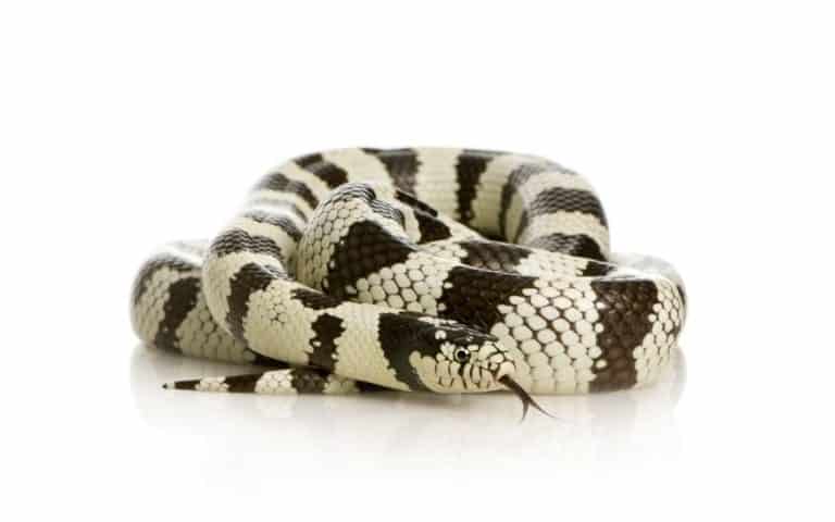 10 Best Pet Snakes For Beginners - The Pet Savvy