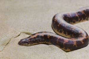 10 Best Pet Snakes For Beginners – The Pet Savvy