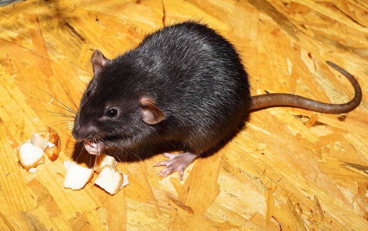 What Do Rats Eat? A Complete Guide - The Pet Savvy