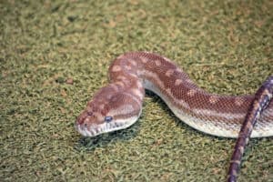 10 Best Pet Snakes For Beginners – The Pet Savvy
