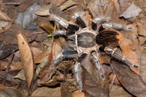 10 Best Beginner Tarantulas - A Complete Guide - The Pet Savvy