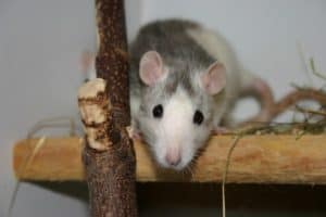 Rat Cage Setup - 5 Tips For Happy & Healthy Rats - The Pet Savvy