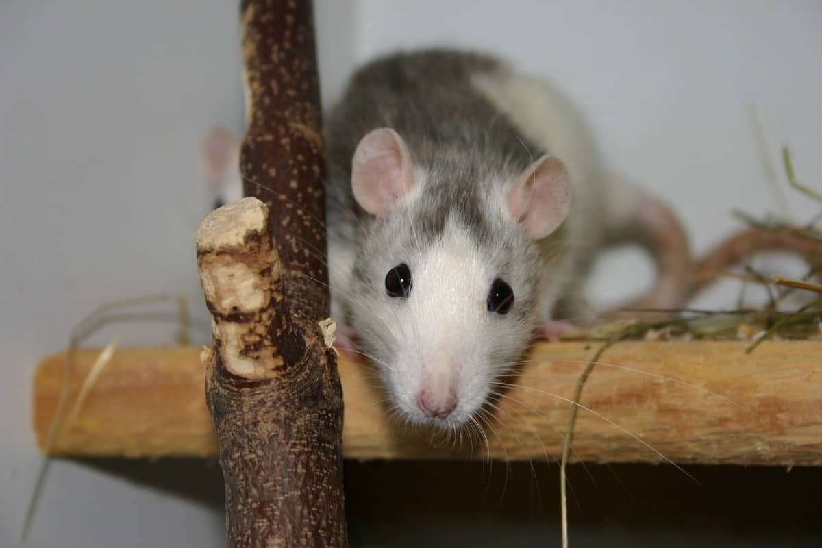 Rat Cage Setup - 5 Tips For Happy & Healthy Rats - The Pet Savvy
