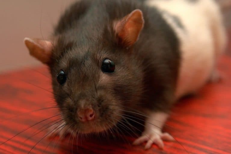 Rat Behavior - What is Your Rat Expressing? - The Pet Savvy
