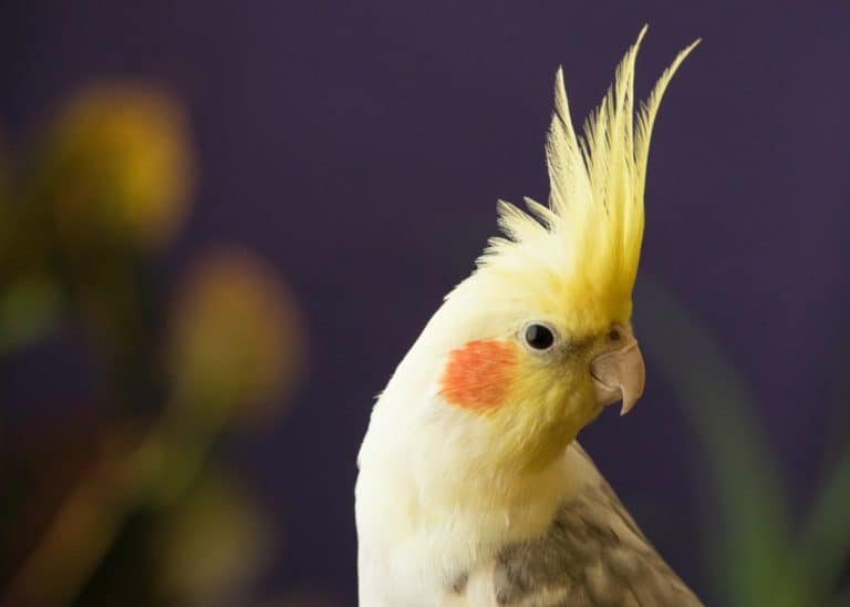 21 Best Pets For Kids (By Age Range) - The Pet Savvy