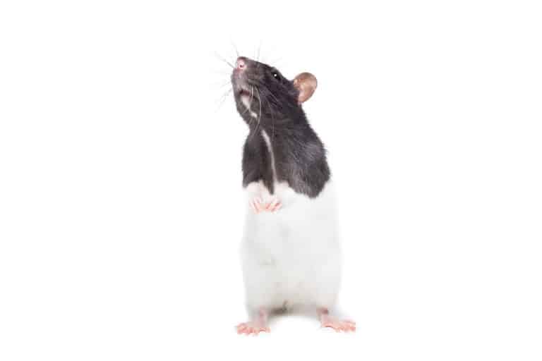Rat Behavior - What is Your Rat Expressing? - The Pet Savvy