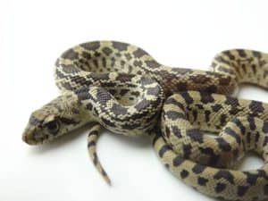 10 Best Pet Snakes For Beginners - The Pet Savvy