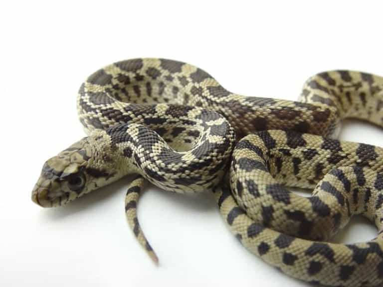 10 Best Pet Snakes For Beginners - The Pet Savvy