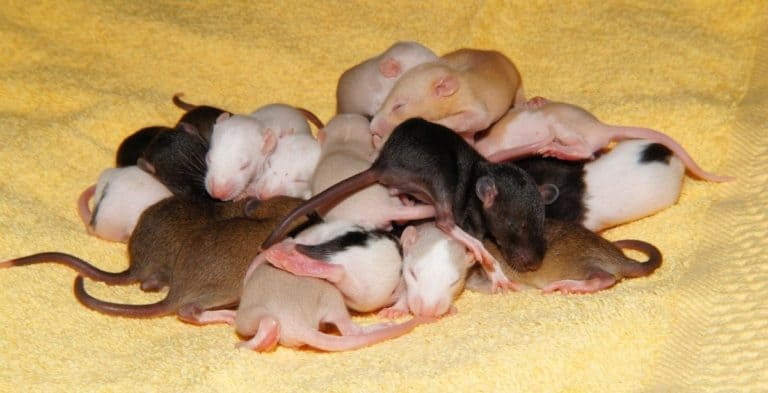 Are Rats Nocturnal? | Rat Sleep 101 - The Pet Savvy