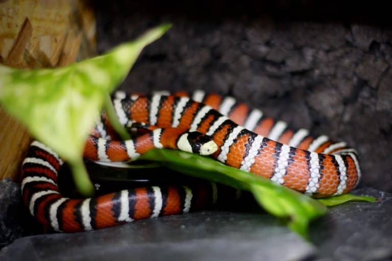 10 Best Pet Snakes For Beginners - The Pet Savvy