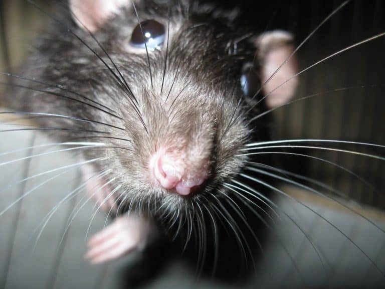 Rat Behavior - What is Your Rat Expressing? - The Pet Savvy