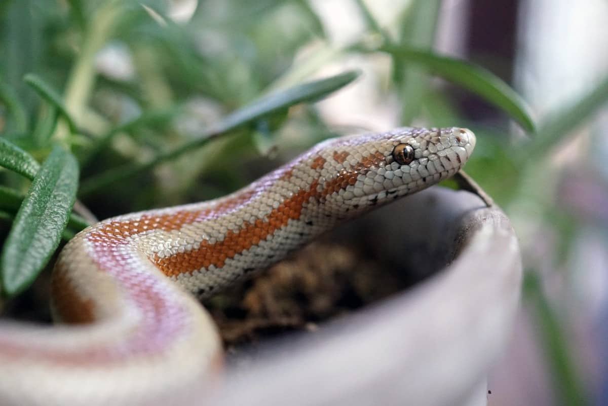 10 Best Pet Snakes For Beginners - The Pet Savvy